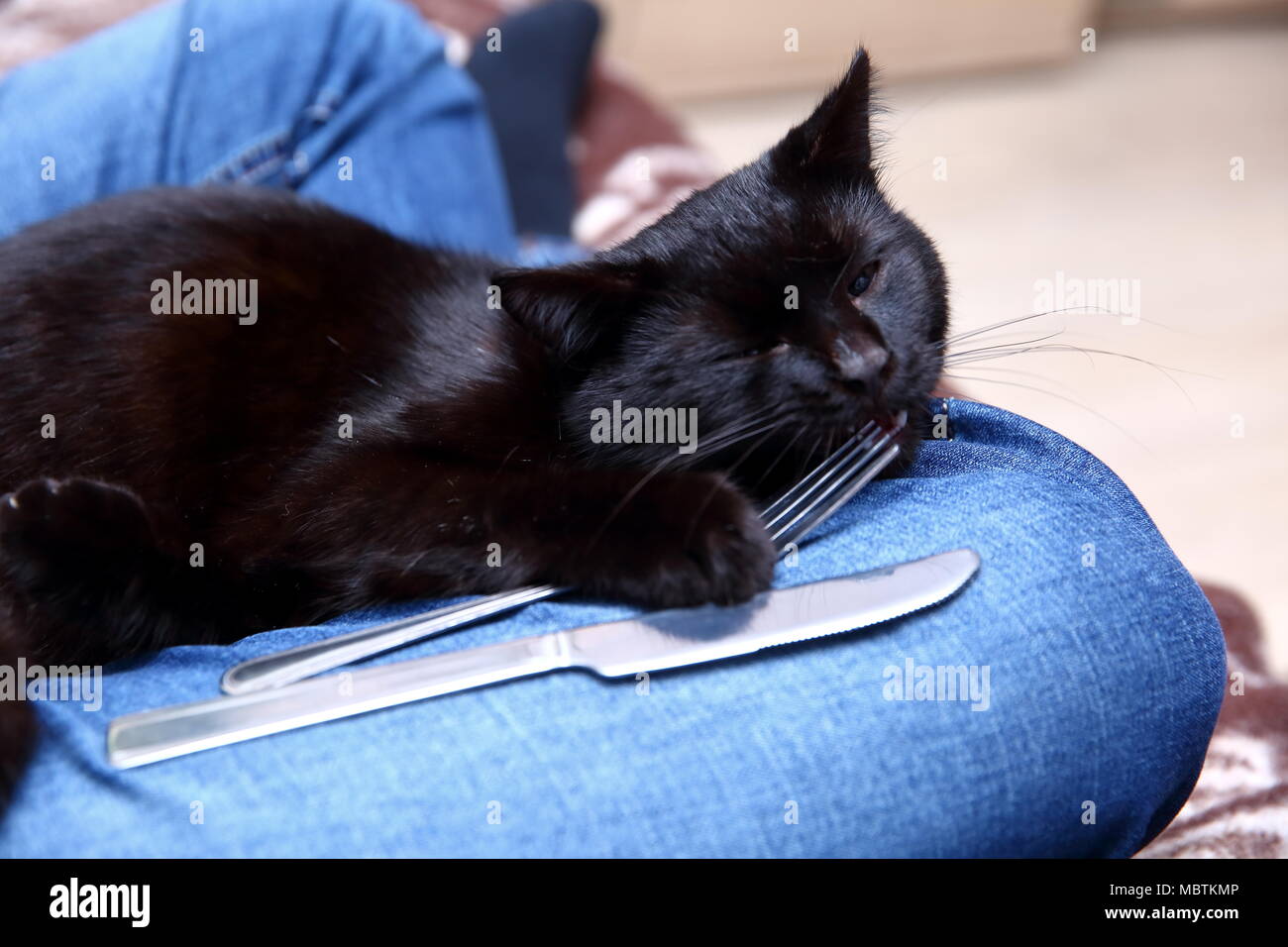 Black cat loves to eat with a knife and fork because he feels that he ...