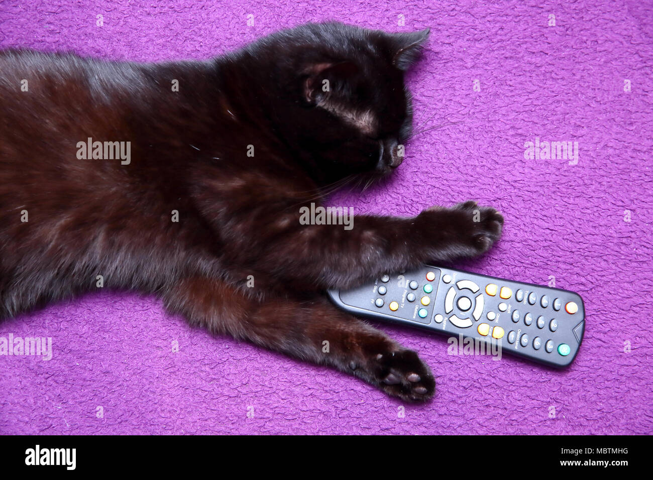 A cat who falls asleep only while watching TV Stock Photo - Alamy