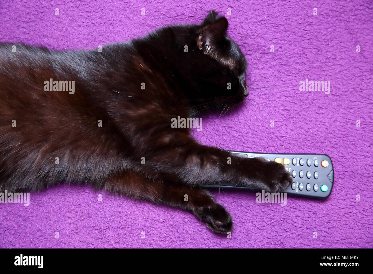A cat who falls asleep only while watching TV Stock Photo - Alamy