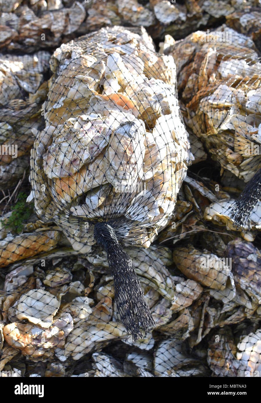 Pacific county washington hi-res stock photography and images - Alamy