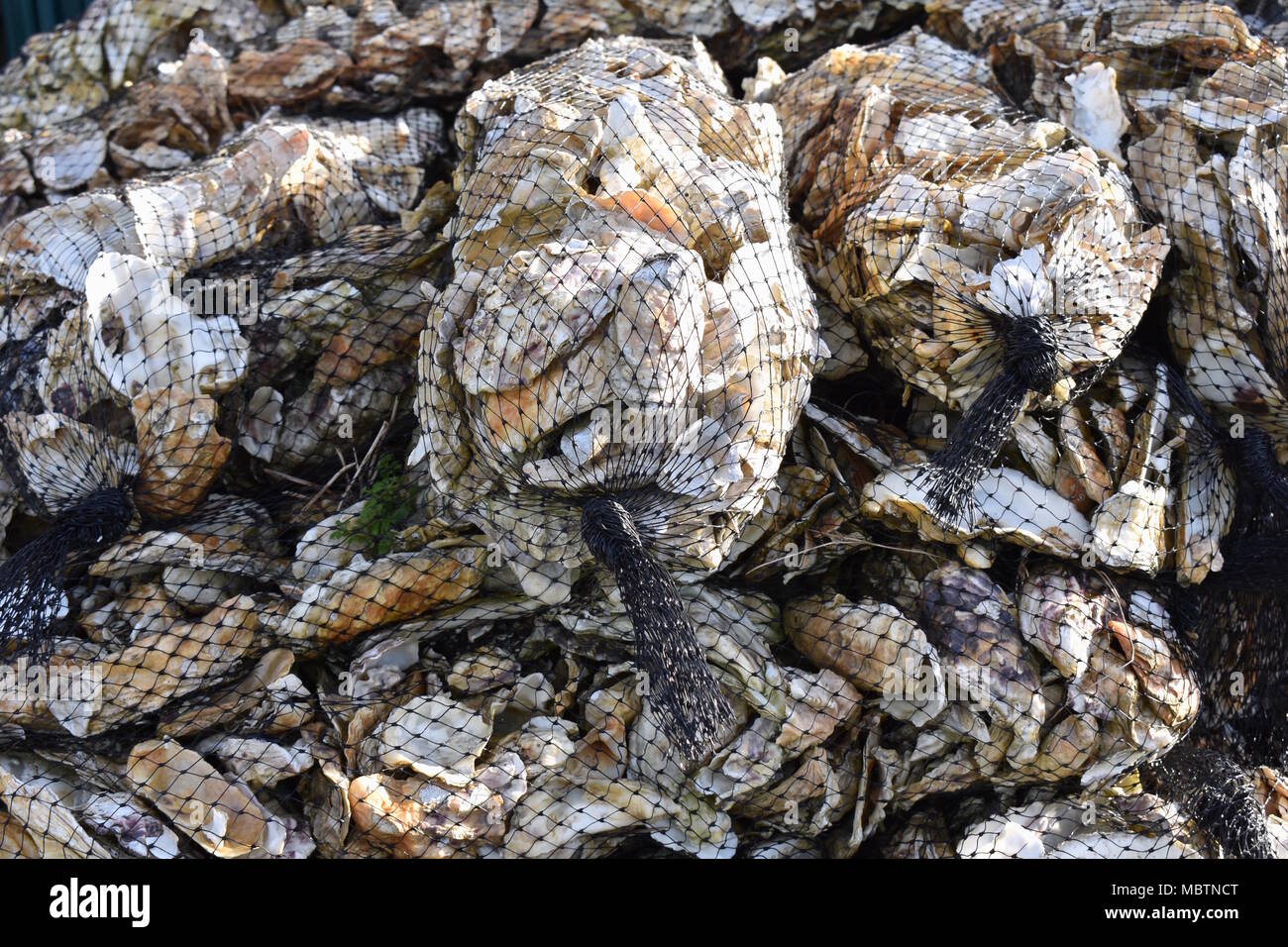 Oyster small shells hi-res stock photography and images - Alamy