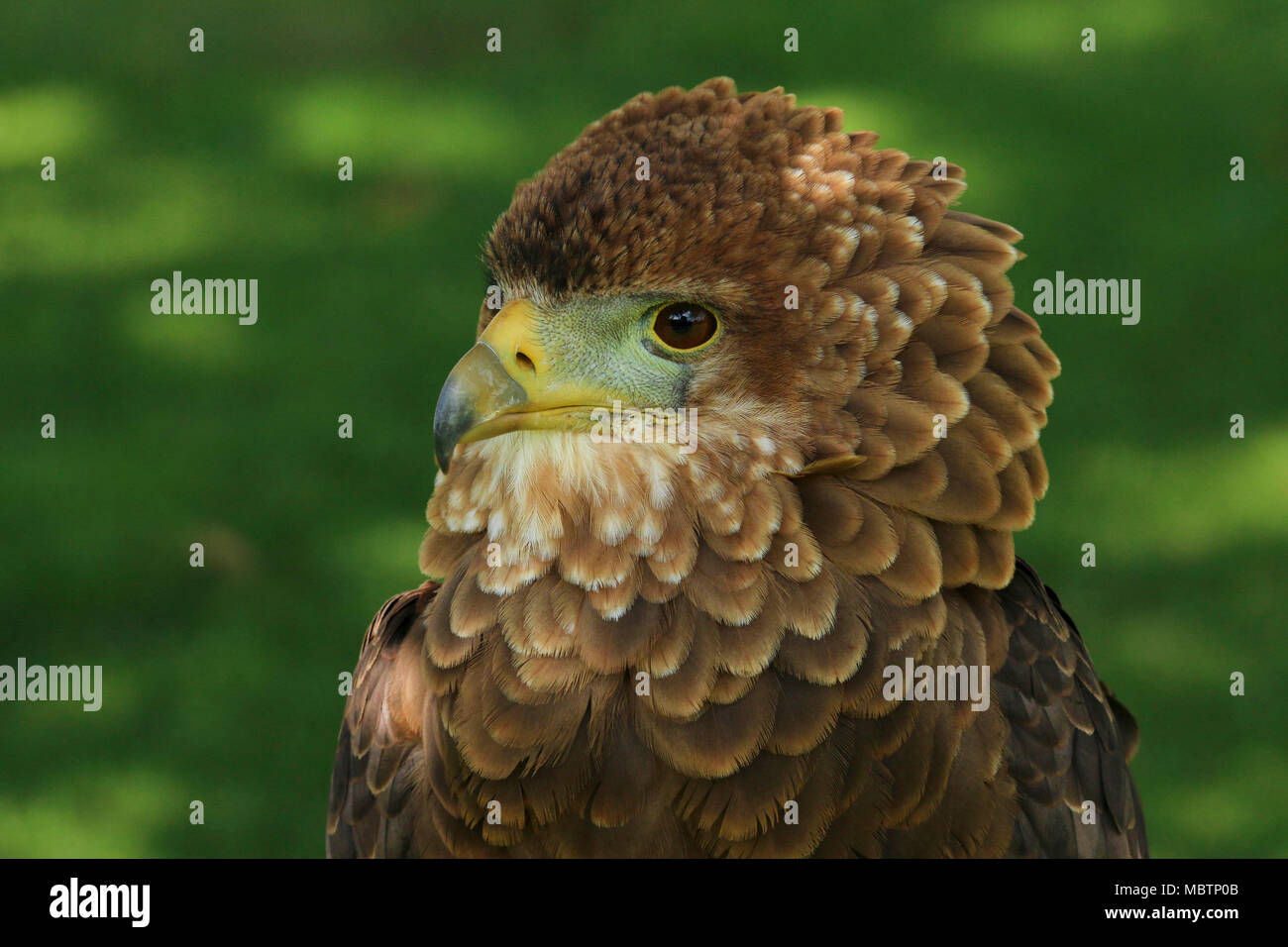 Portrait of a bateleur eagle Stock Photo - Alamy