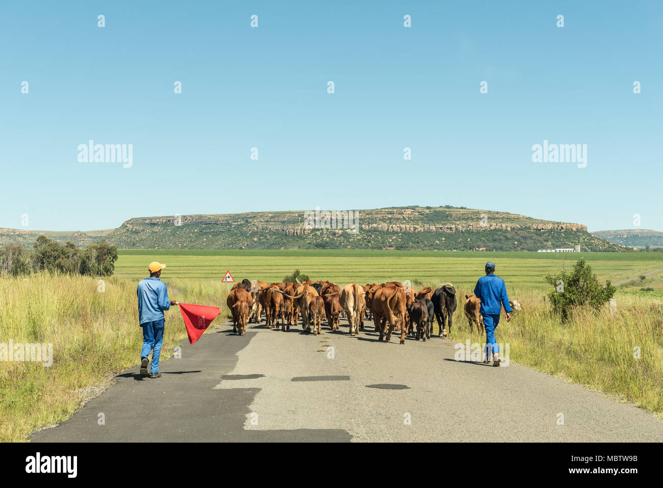 LADYBRAND, SOUTH AFRICA - MARCH 12, 2018: Cattle on the road to ...
