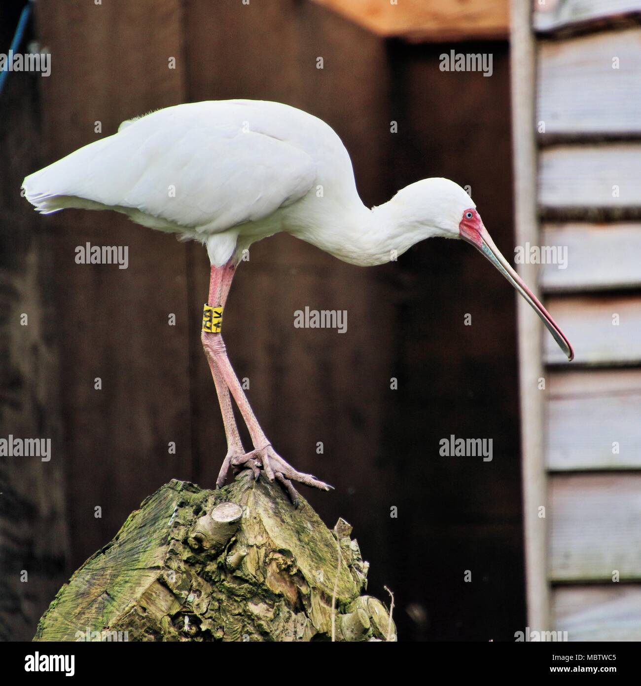 Spoon rocks hi-res stock photography and images - Alamy