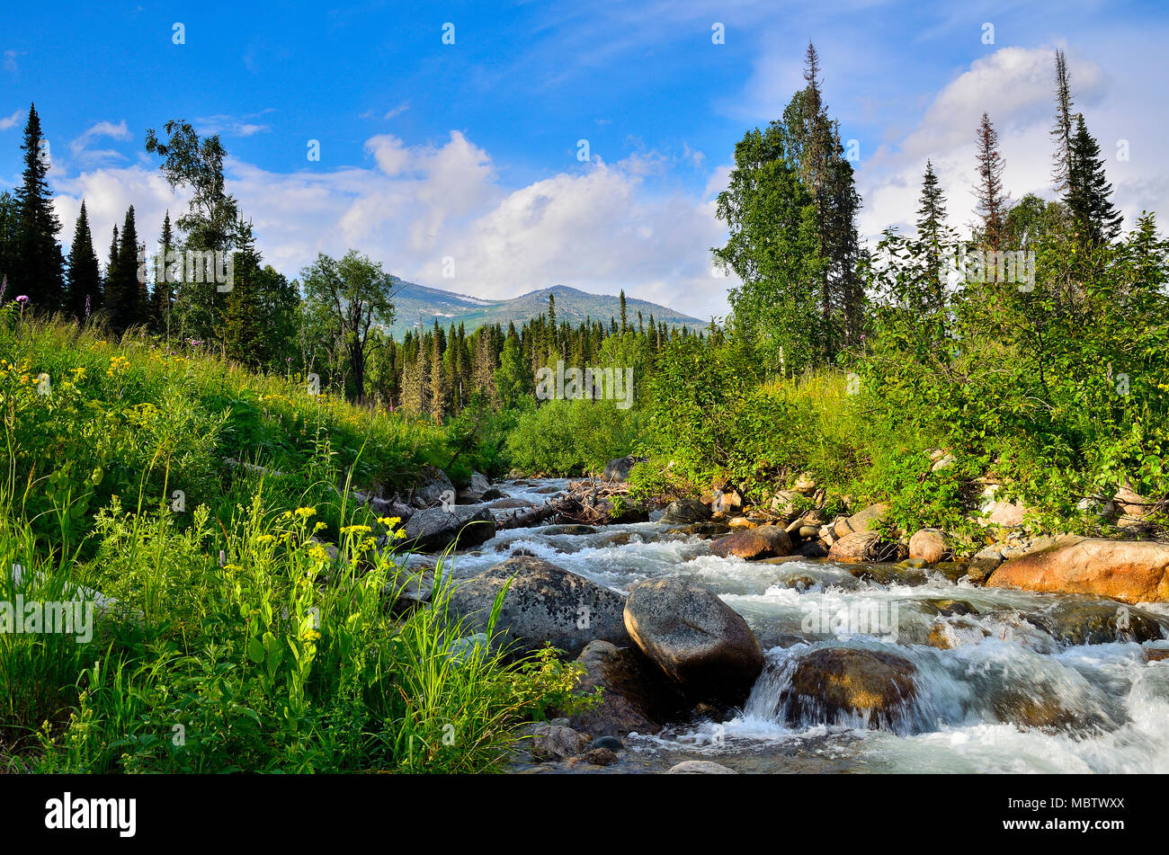 Fast river with cold pure water among stones and dense forests - summer ...
