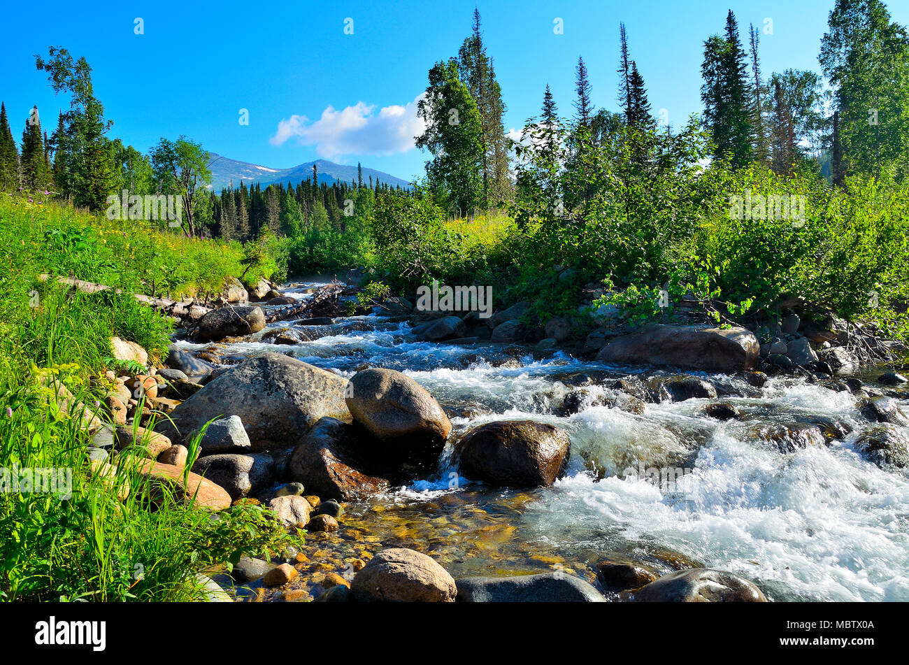 Fast river with cold pure water among stones and dense forests - summer ...