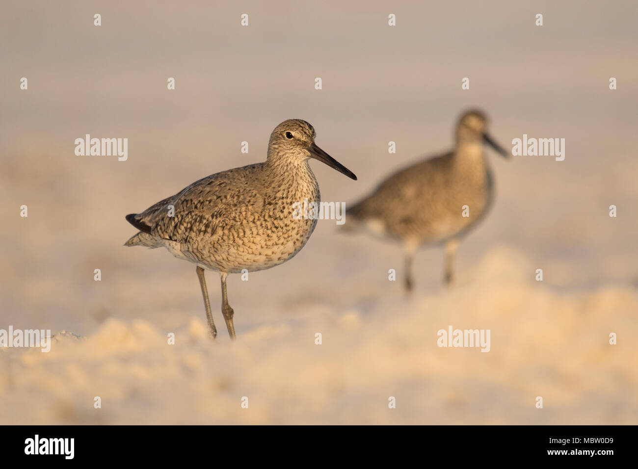 Willet on a beach hi-res stock photography and images - Alamy