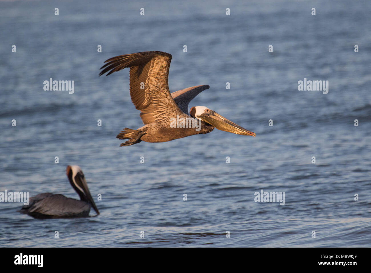 An in flight male brown pelican in mating plumage Stock Photo - Alamy