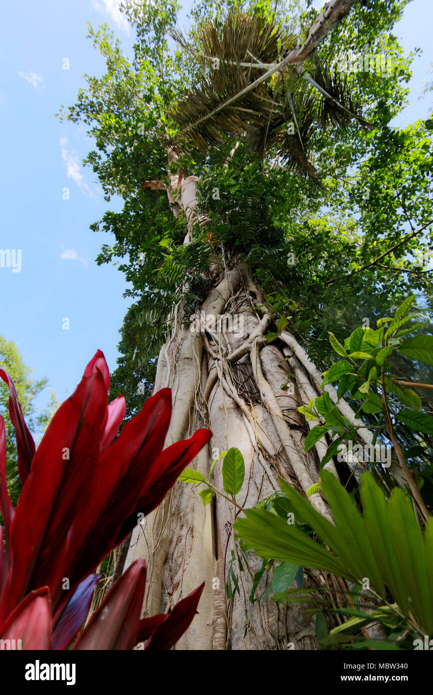 Baby Graves attached to a Tree: Bori’ Parinding Megalith Burial Site ...