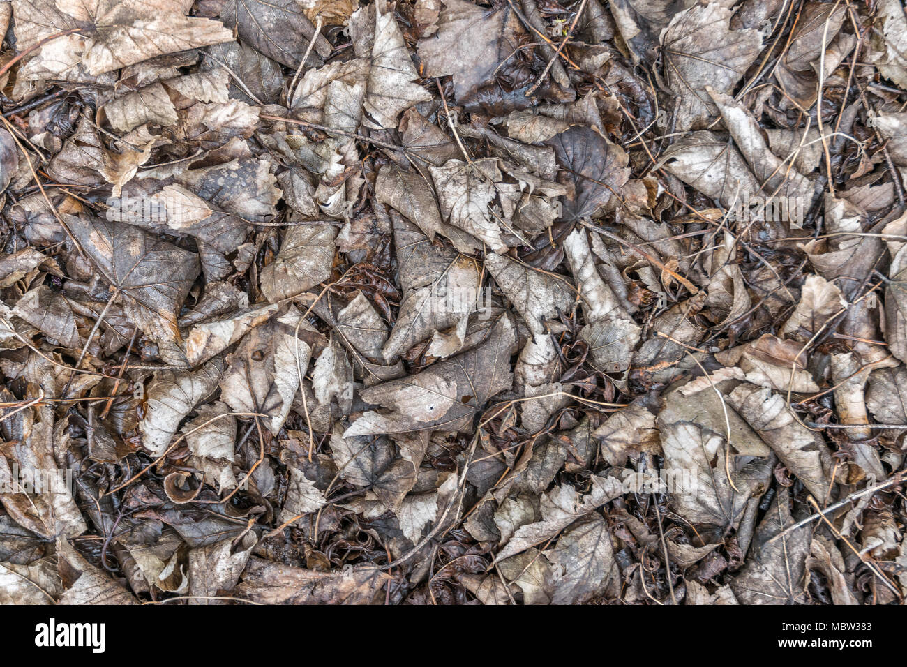 Wet rotting leaves on the ground background Stock Photo - Alamy