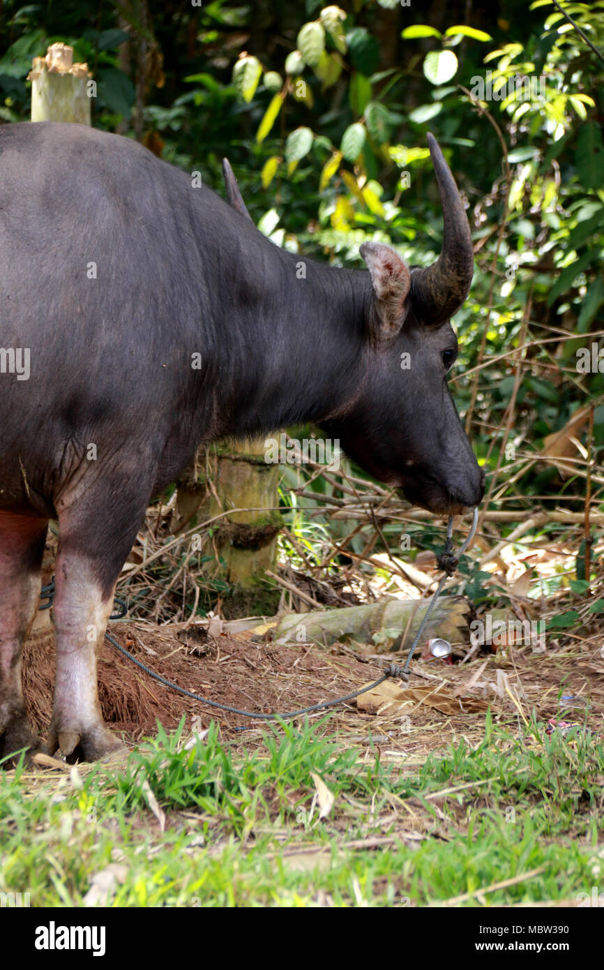 Water Buffalo in Toraja, Sulawesi, Indonesia Stock Photo - Alamy