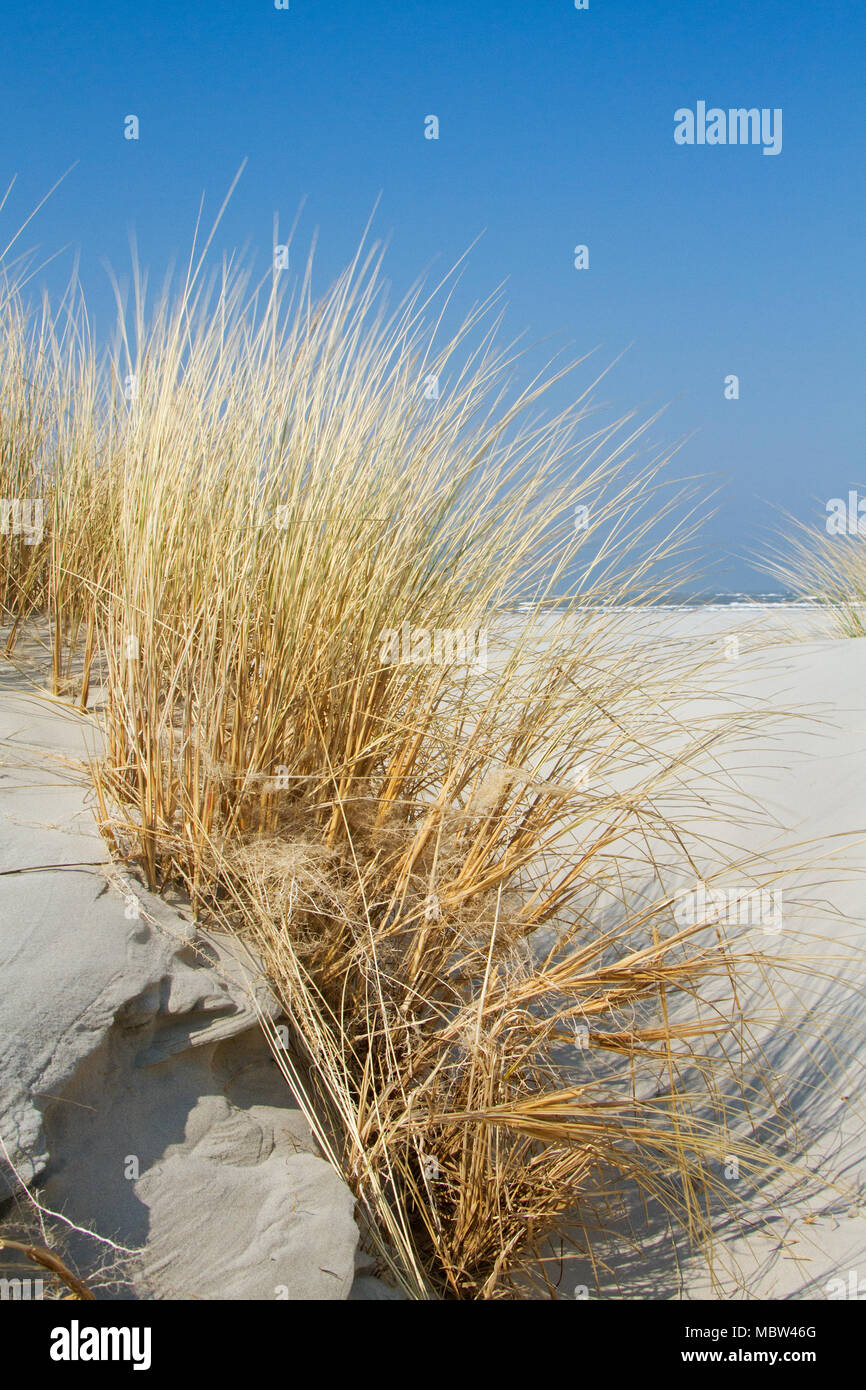 Stabilize dune hi-res stock photography and images - Alamy