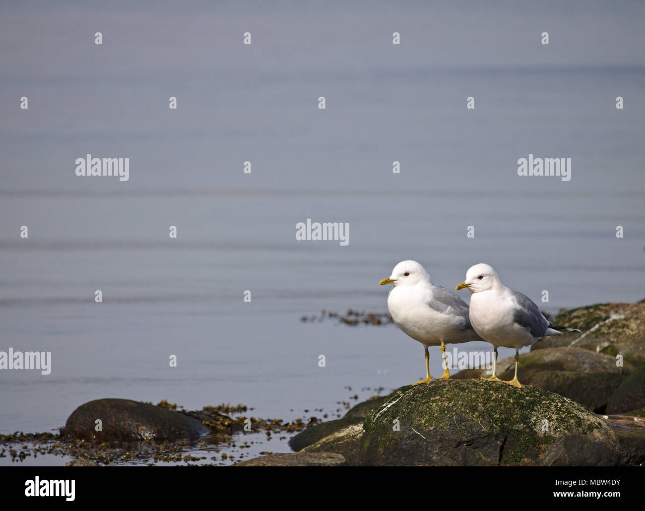 Mating seagulls hi-res stock photography and images - Alamy