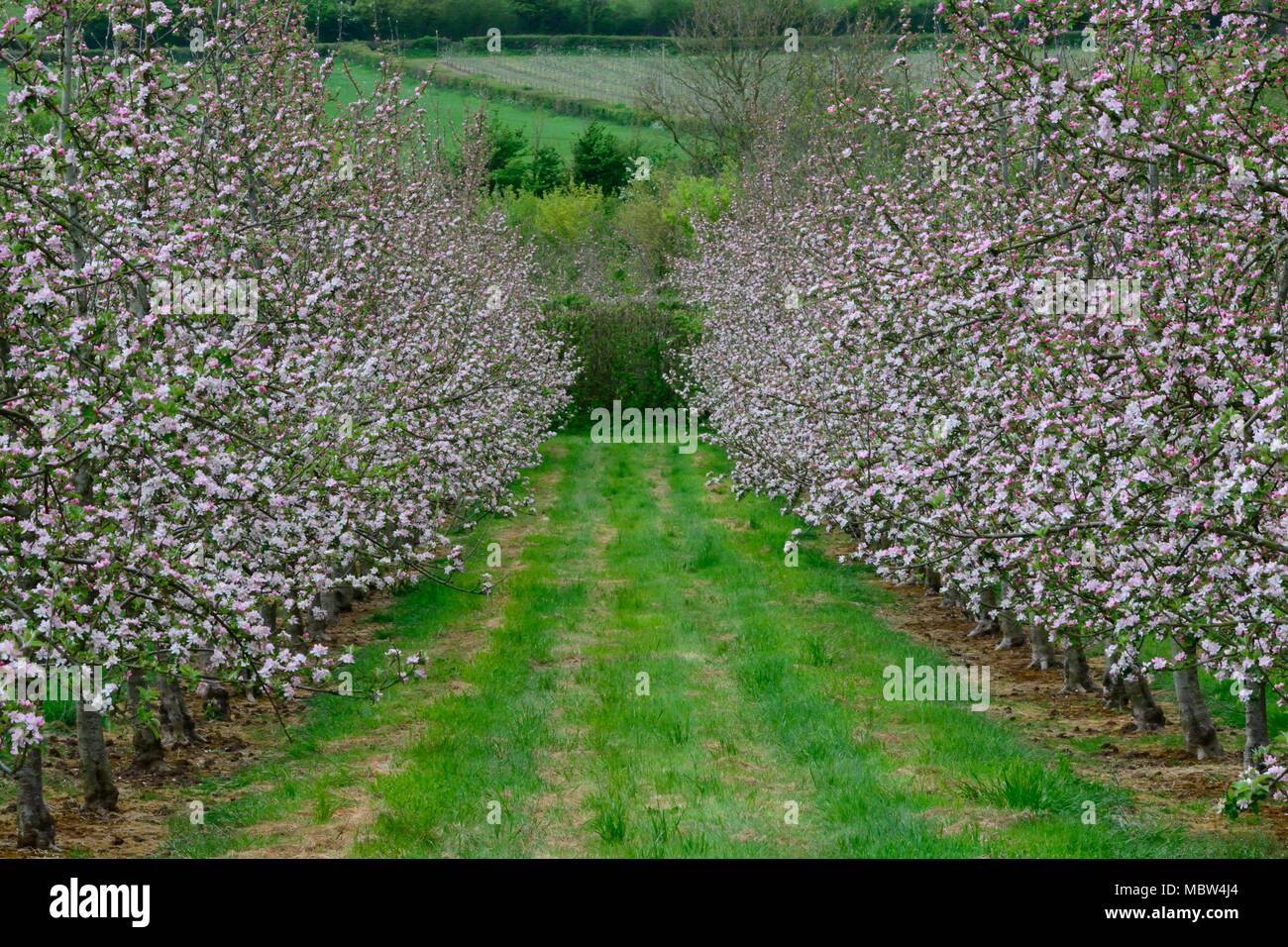 Two rows of apple trees in a modern orchard in blossom Stock Photo - Alamy