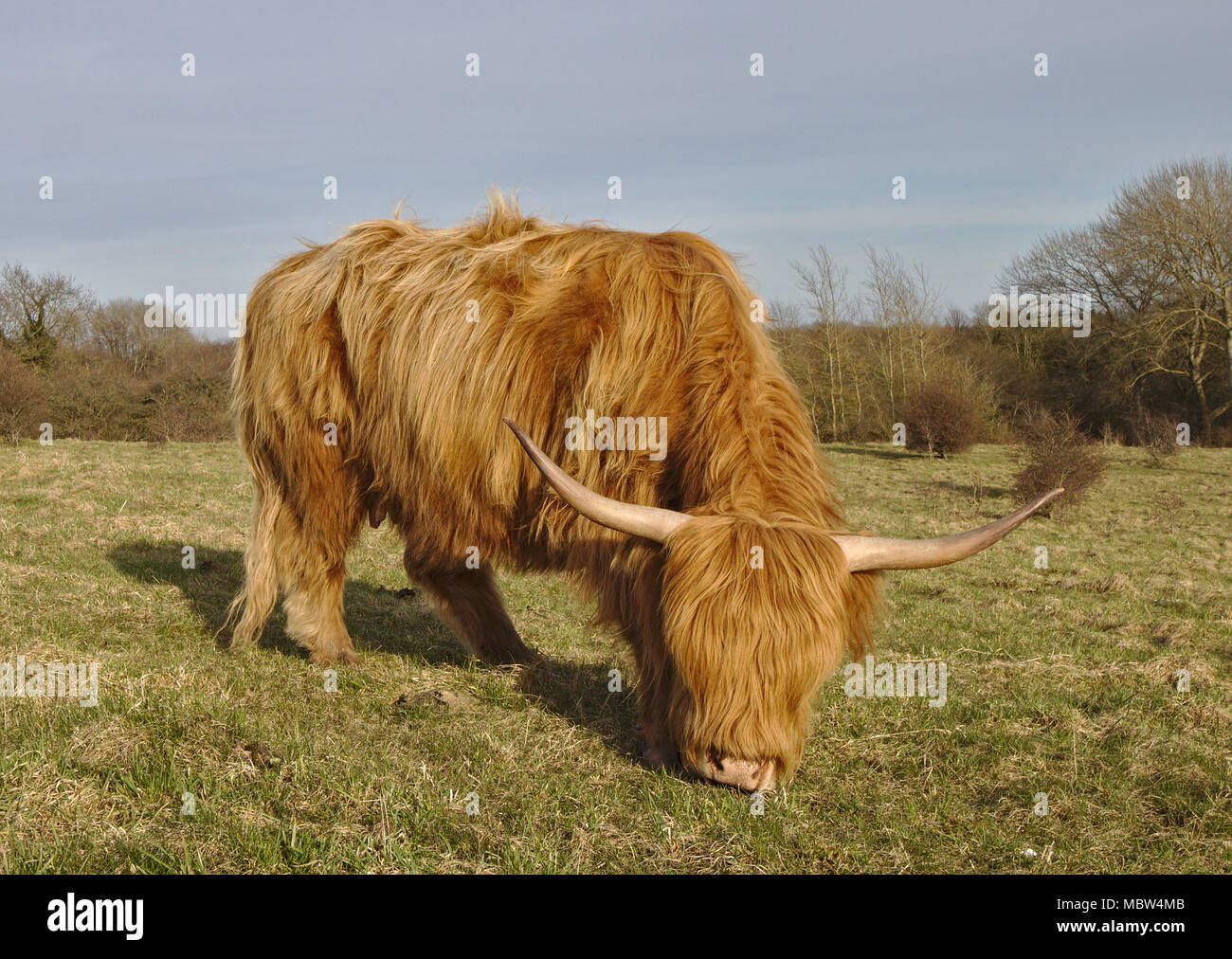 Highland cow (wide angle portrait Stock Photo - Alamy