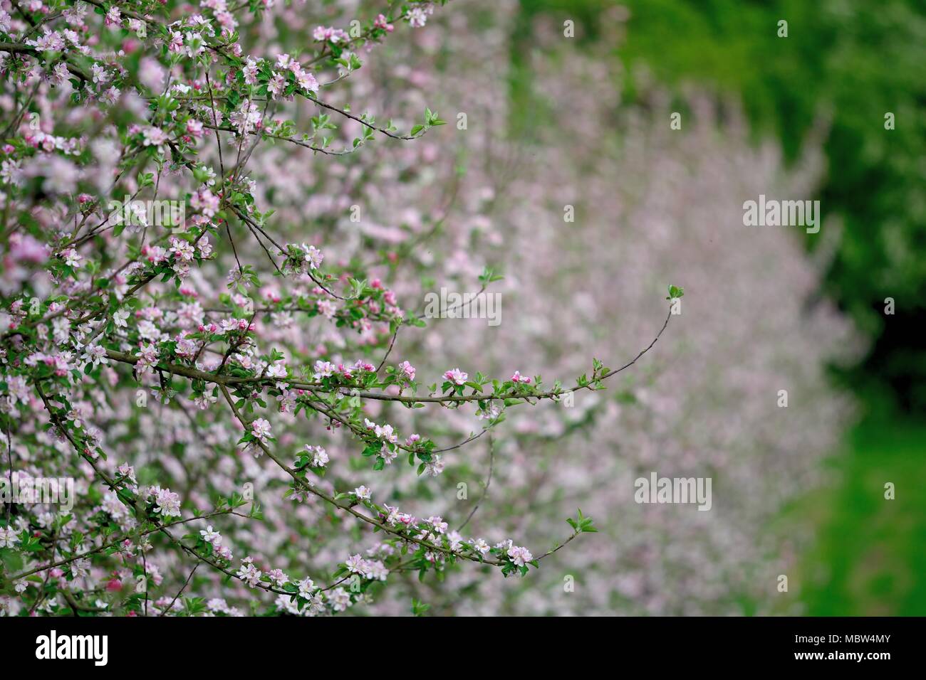 Modern orchard hi-res stock photography and images - Alamy