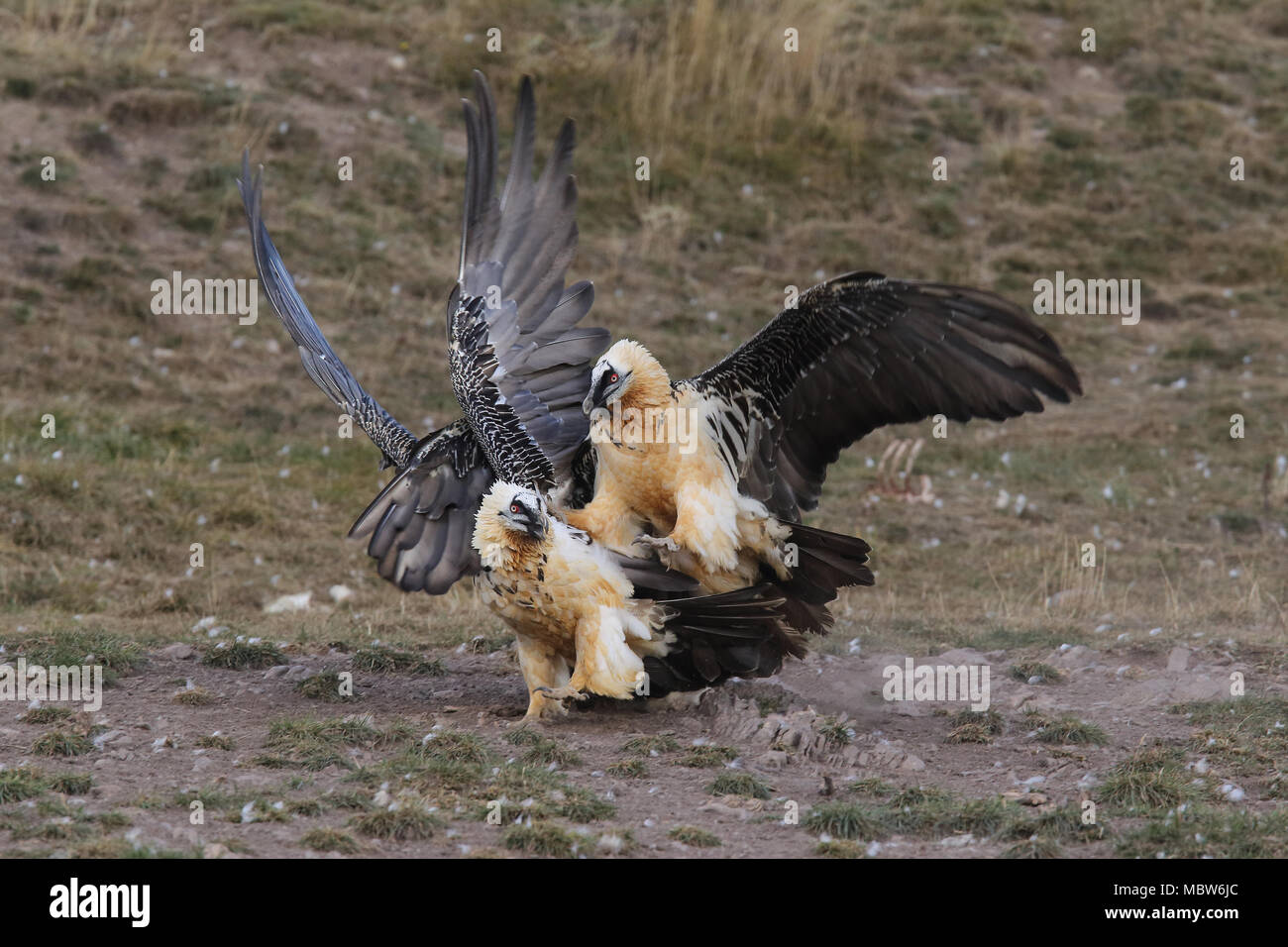 bearded vulture or lammergeier Stock Photo - Alamy