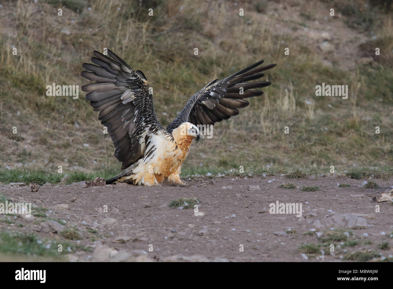 bearded vulture or lammergeier Stock Photo - Alamy