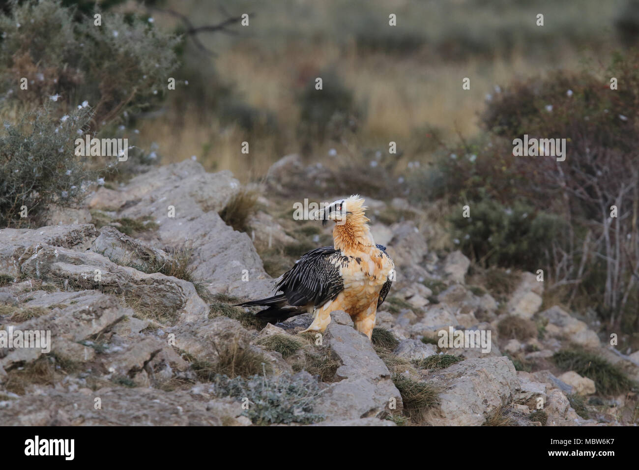 Bearded vulture lammergeier landing vulture hi-res stock photography ...