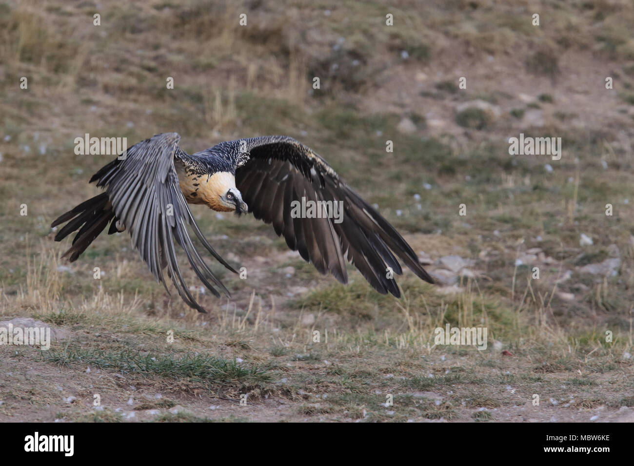 bearded vulture or lammergeier Stock Photo - Alamy