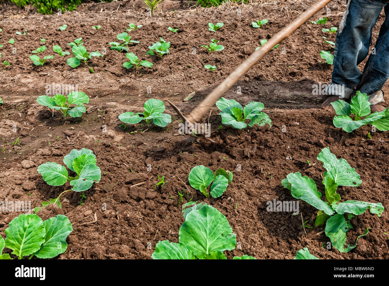 Hands of African rural farmer with farming tool, plowing land Stock ...