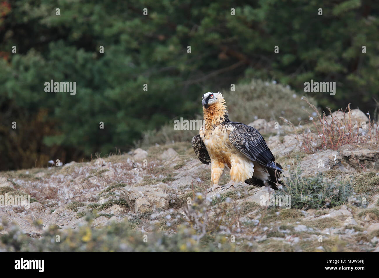 bearded vulture or lammergeier Stock Photo - Alamy