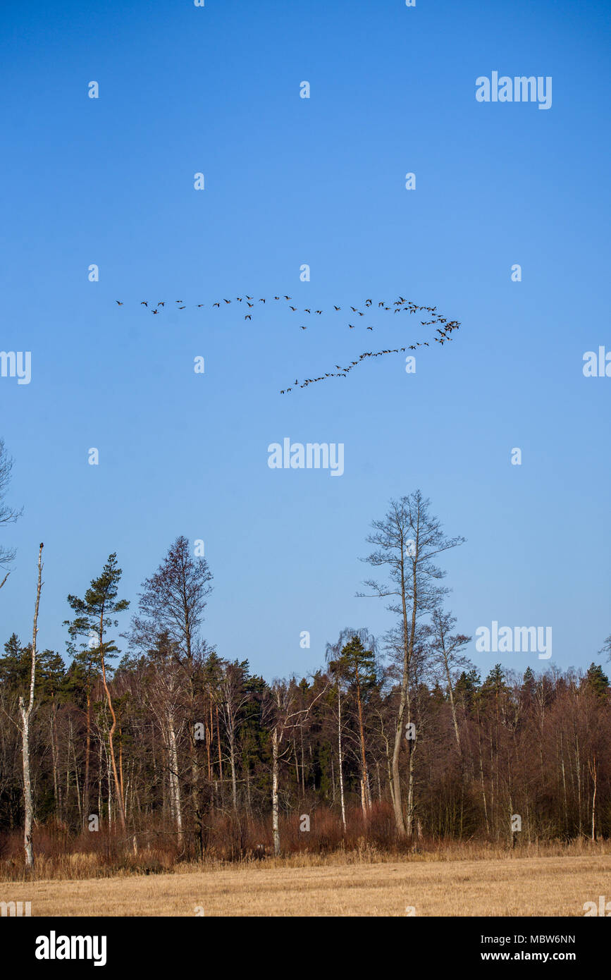Migratory birds - geese, flying over birch tree, where Common buzzard ...