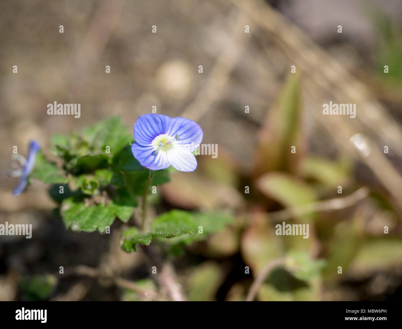 Tiny spring flowers in the garden, nature background Stock Photo - Alamy