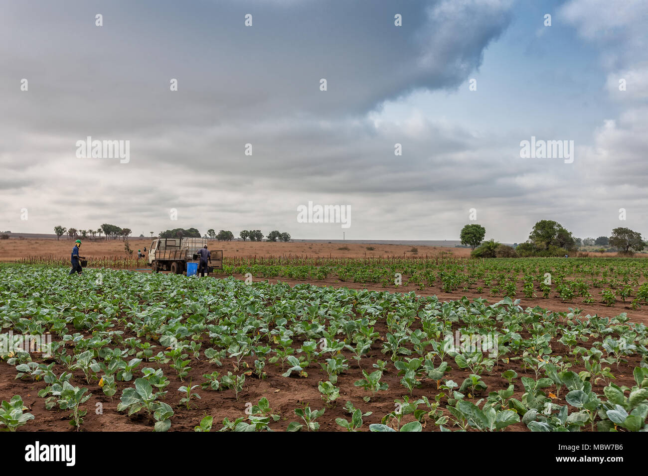 Cabbage plantation in Cabinda. Angola. Africa Stock Photo - Alamy