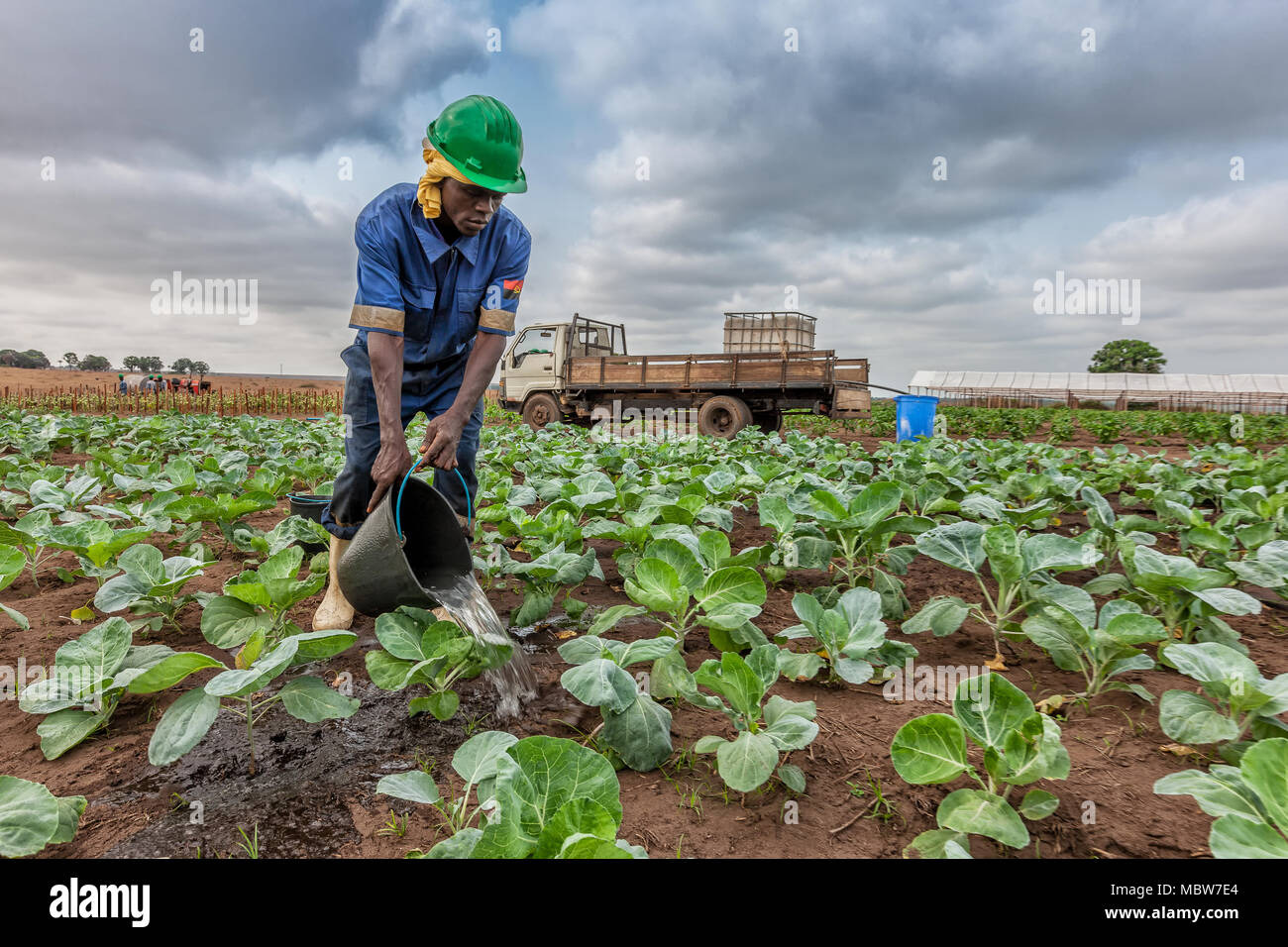 CABINDA/ANGOLA - 09 JUN 2010 - African farmer watering cabbage planting ...