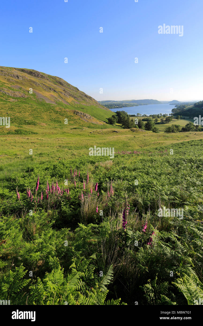 Foxglove flowers, Howtown village, Ullswater, Lake District National ...