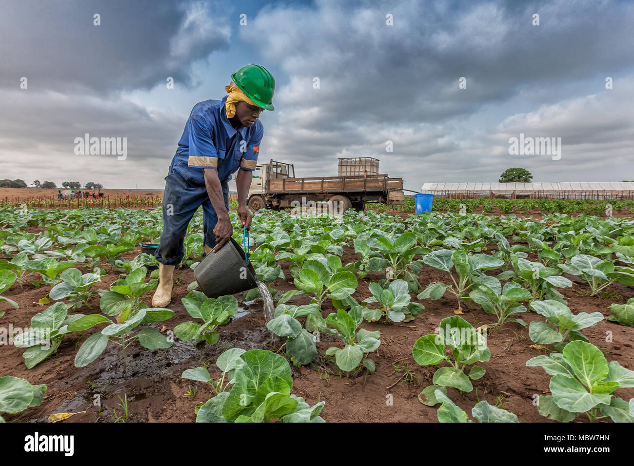 CABINDA/ANGOLA - 09 JUN 2010 - African farmer watering cabbage planting ...