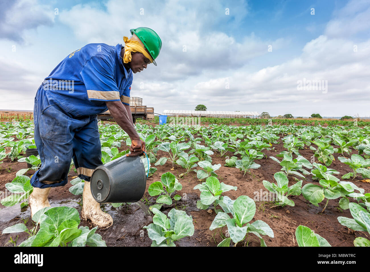 CABINDA/ANGOLA - 09 JUN 2010 - African farmer watering cabbage planting ...