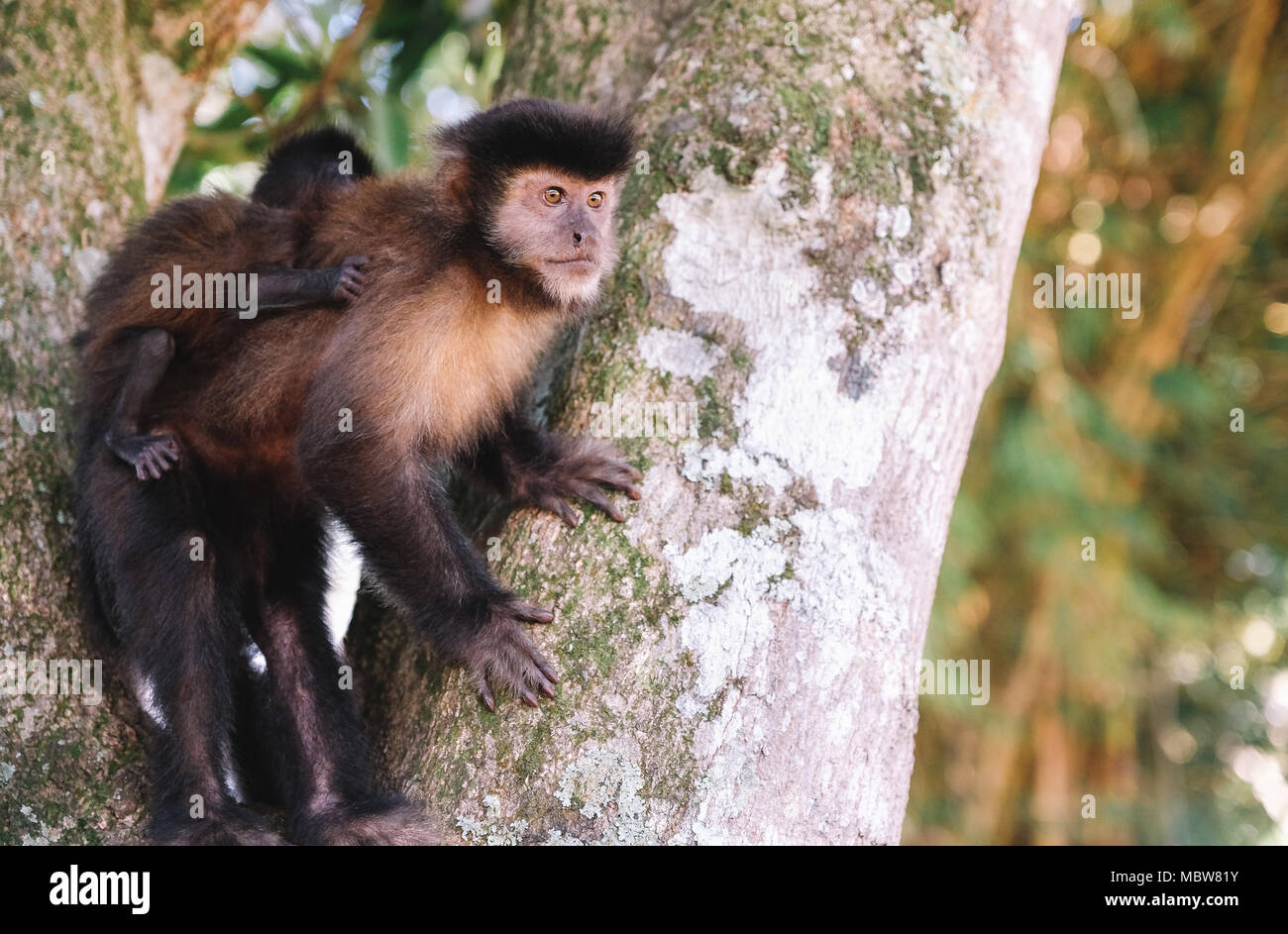 A mother brown capuchin monkey gazing into the distance in a tree with ...