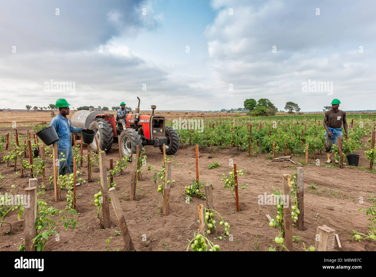 CABINDA/ANGOLA - 09 JUN 2010 - Tomatoes plantation still green in ...