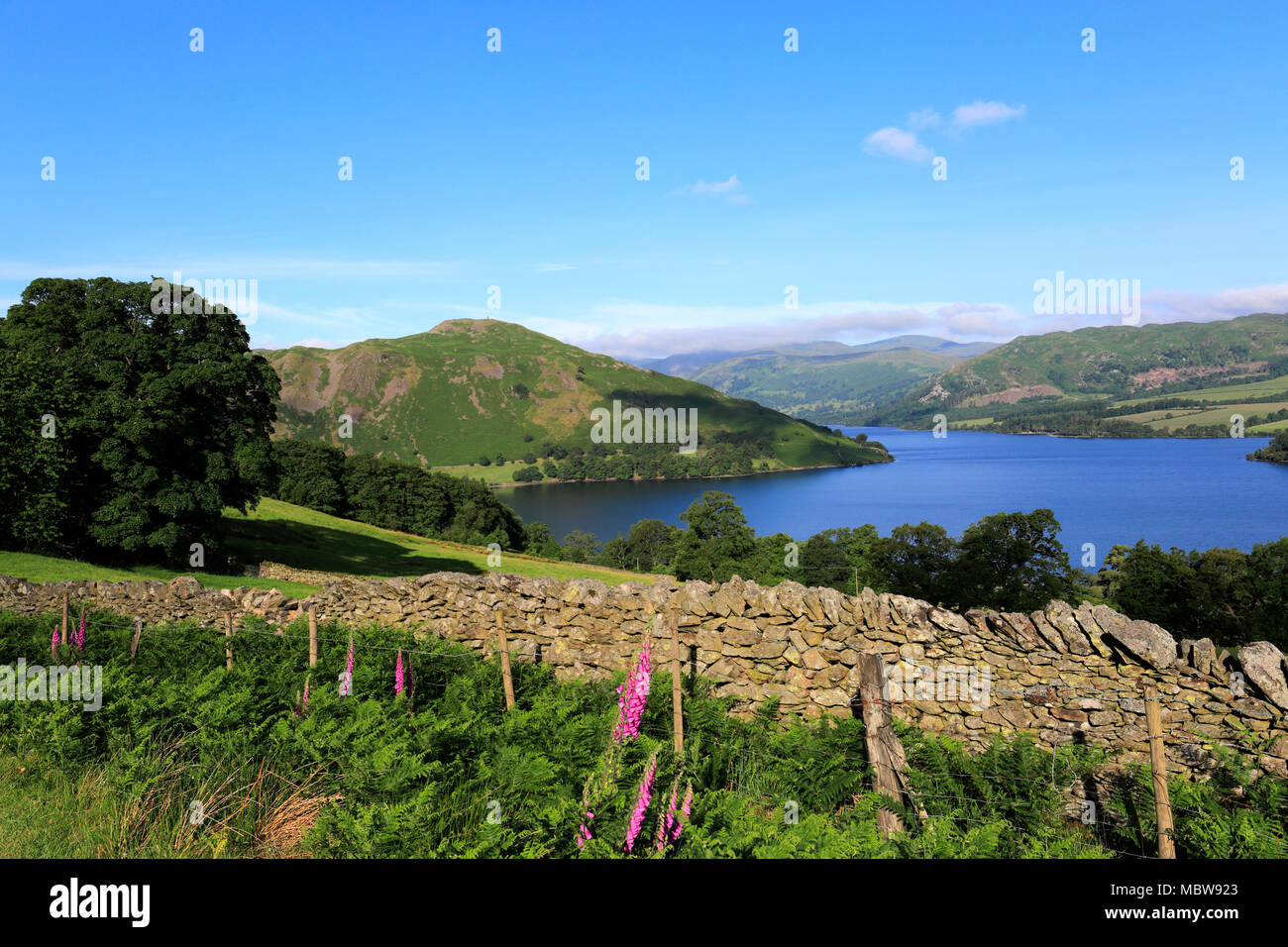 Foxglove flowers, Howtown village, Ullswater, Lake District National ...