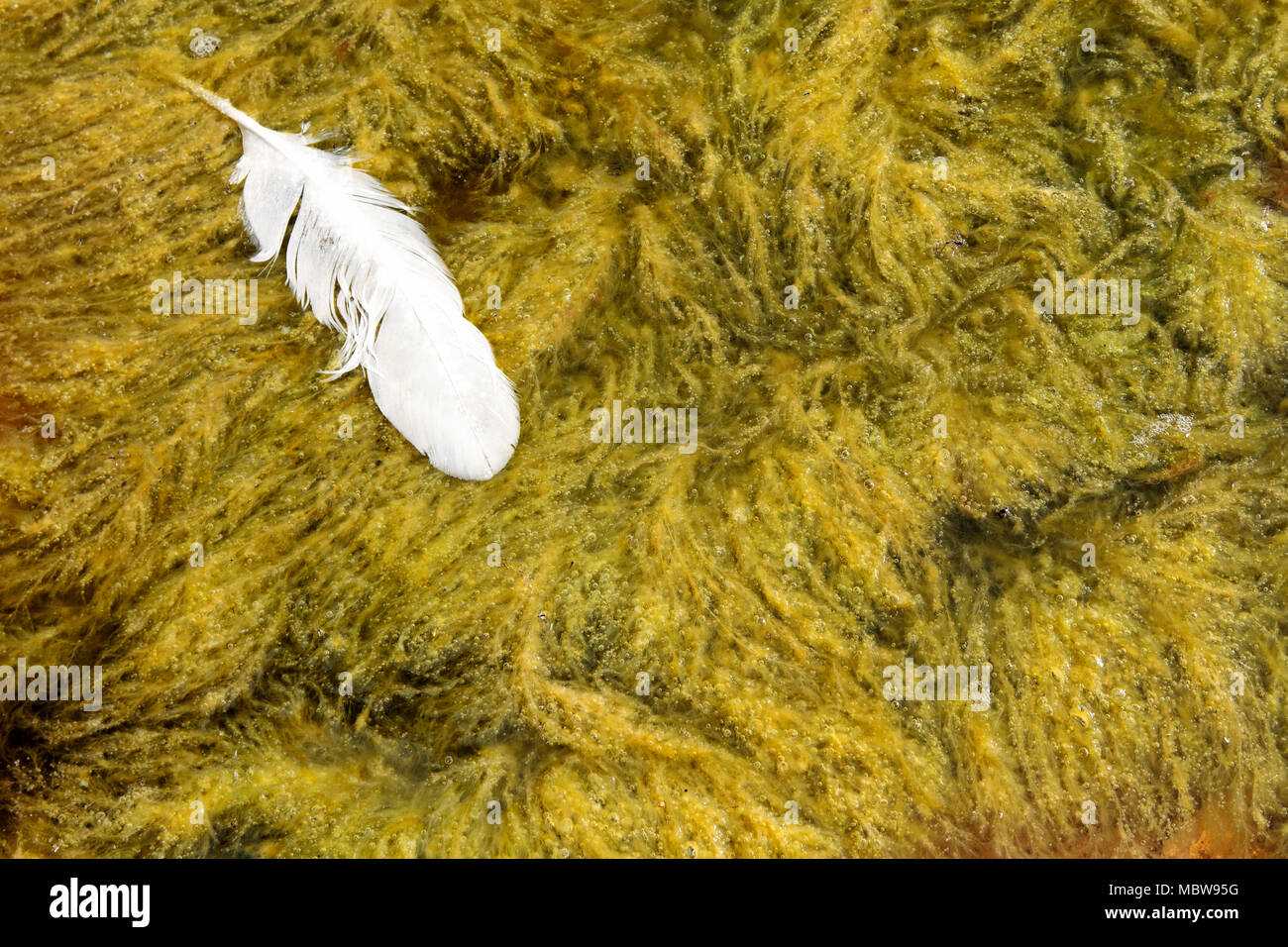 A feather flowing in water Stock Photo - Alamy