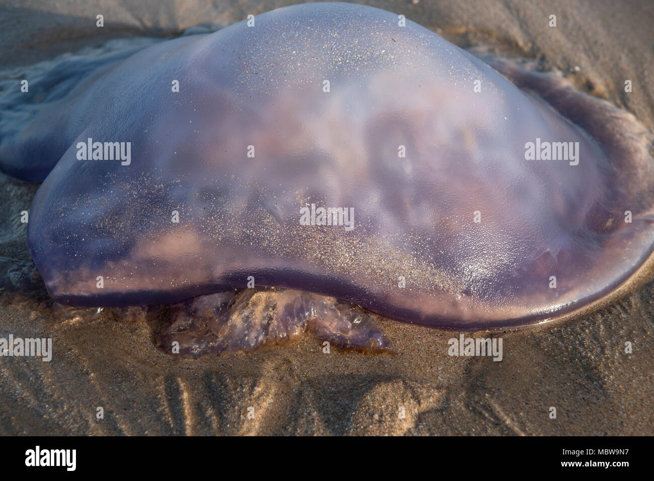 Washed up jelly fish on the beach at Cape St Francis Stock Photo - Alamy