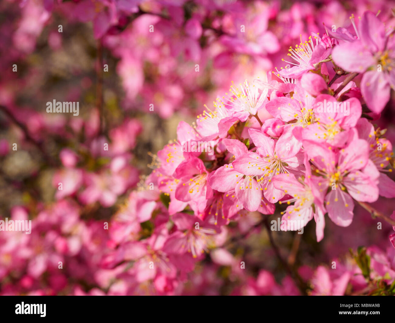Red plum flowers with blur background in the garden Stock Photo - Alamy