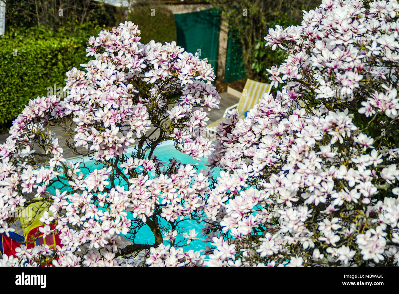 Beautiful pink magnolia on cyan swimming-pool background, aerial ...