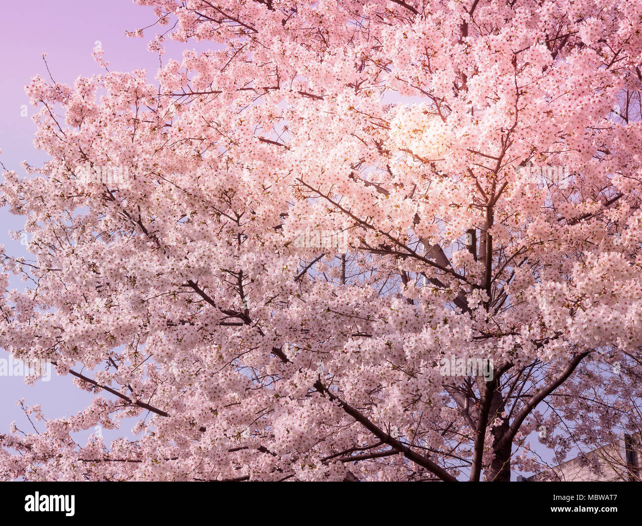 Beautiful cherry blossom sakura in spring time Stock Photo - Alamy