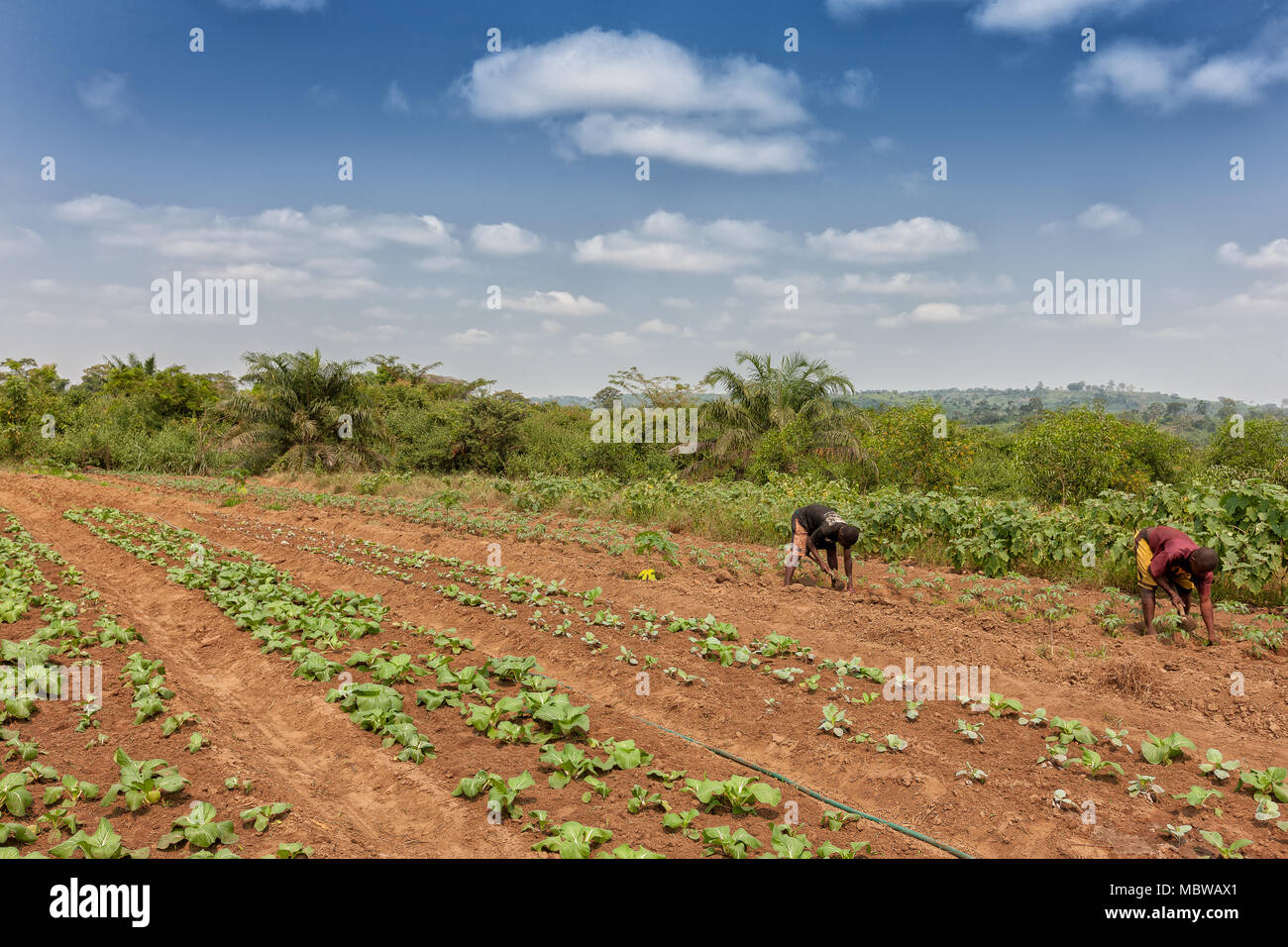 Rural farmers to till land in Cabinda. Angola, Africa Stock Photo - Alamy