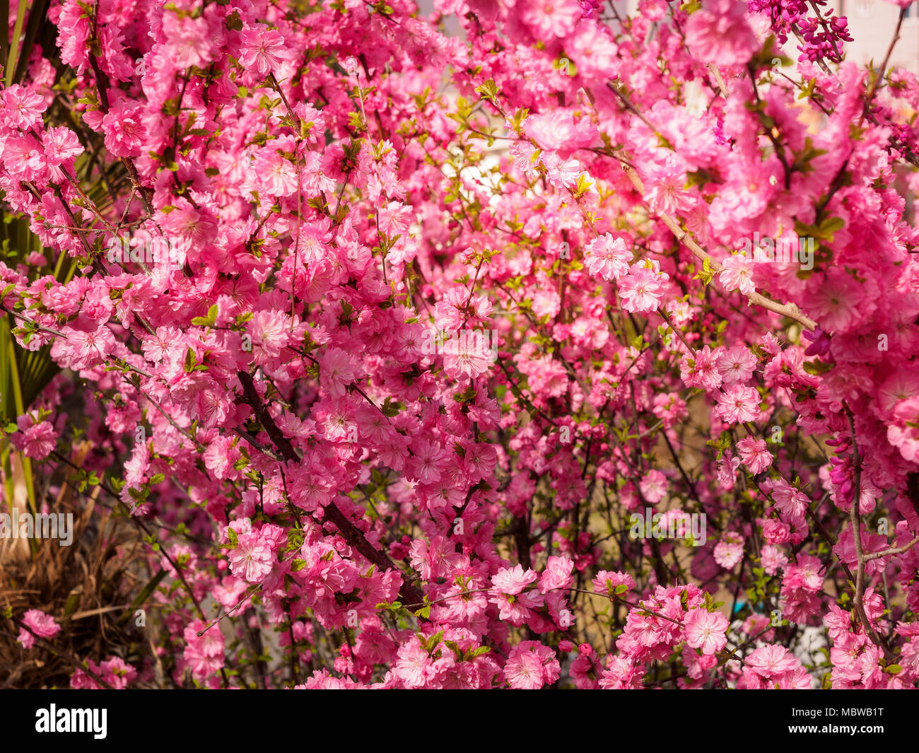 Pink plum tree flowers in bloom Stock Photo - Alamy