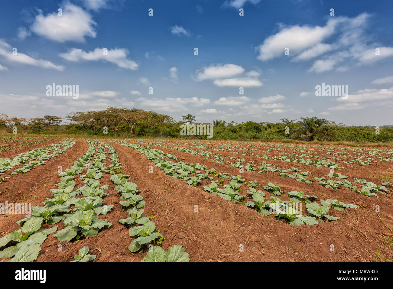 Rural plantation in the middle of the cabinda jungle. Angola, Africa ...