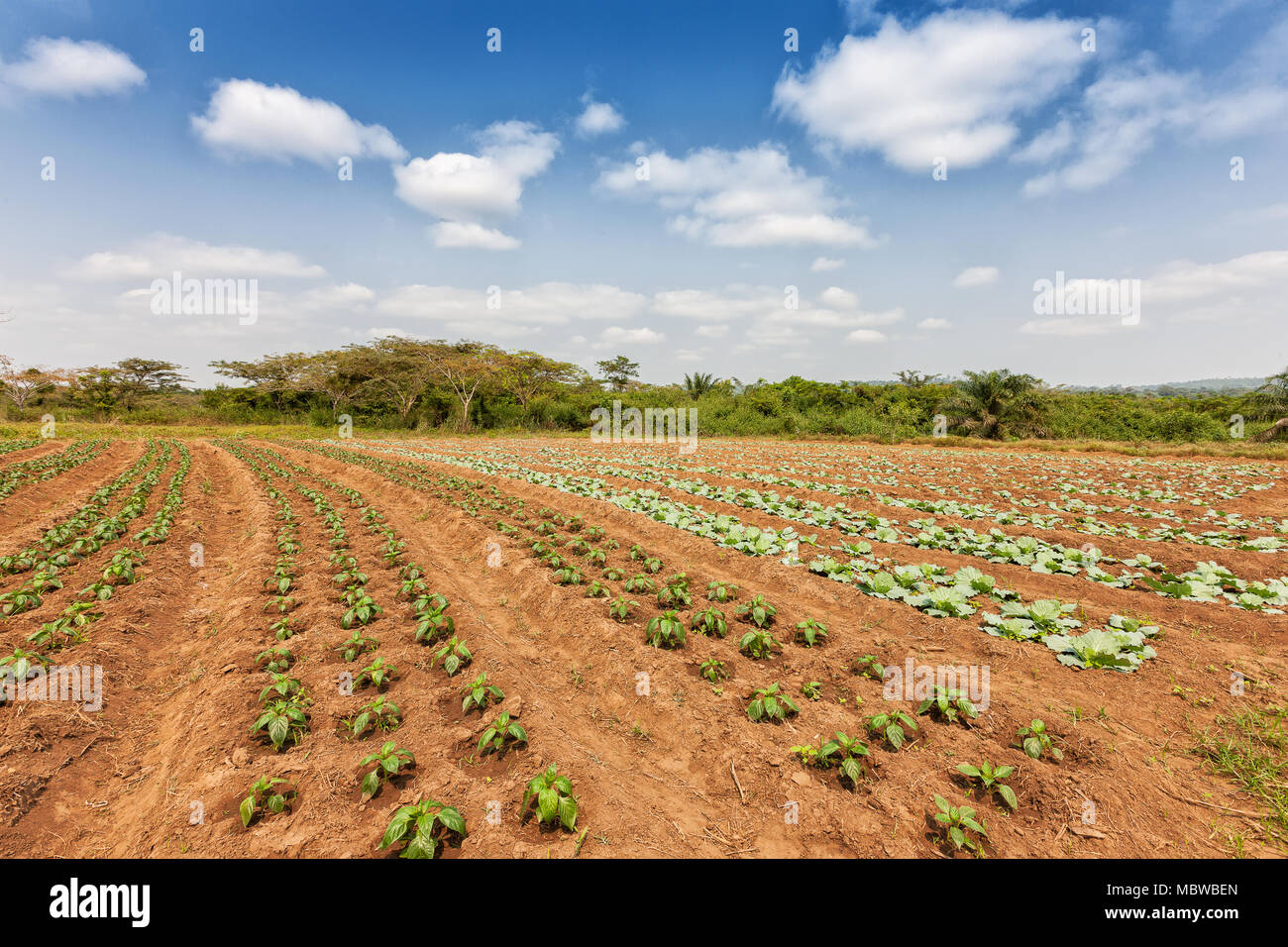 Rural plantation in the middle of the cabinda jungle. Angola, Africa ...