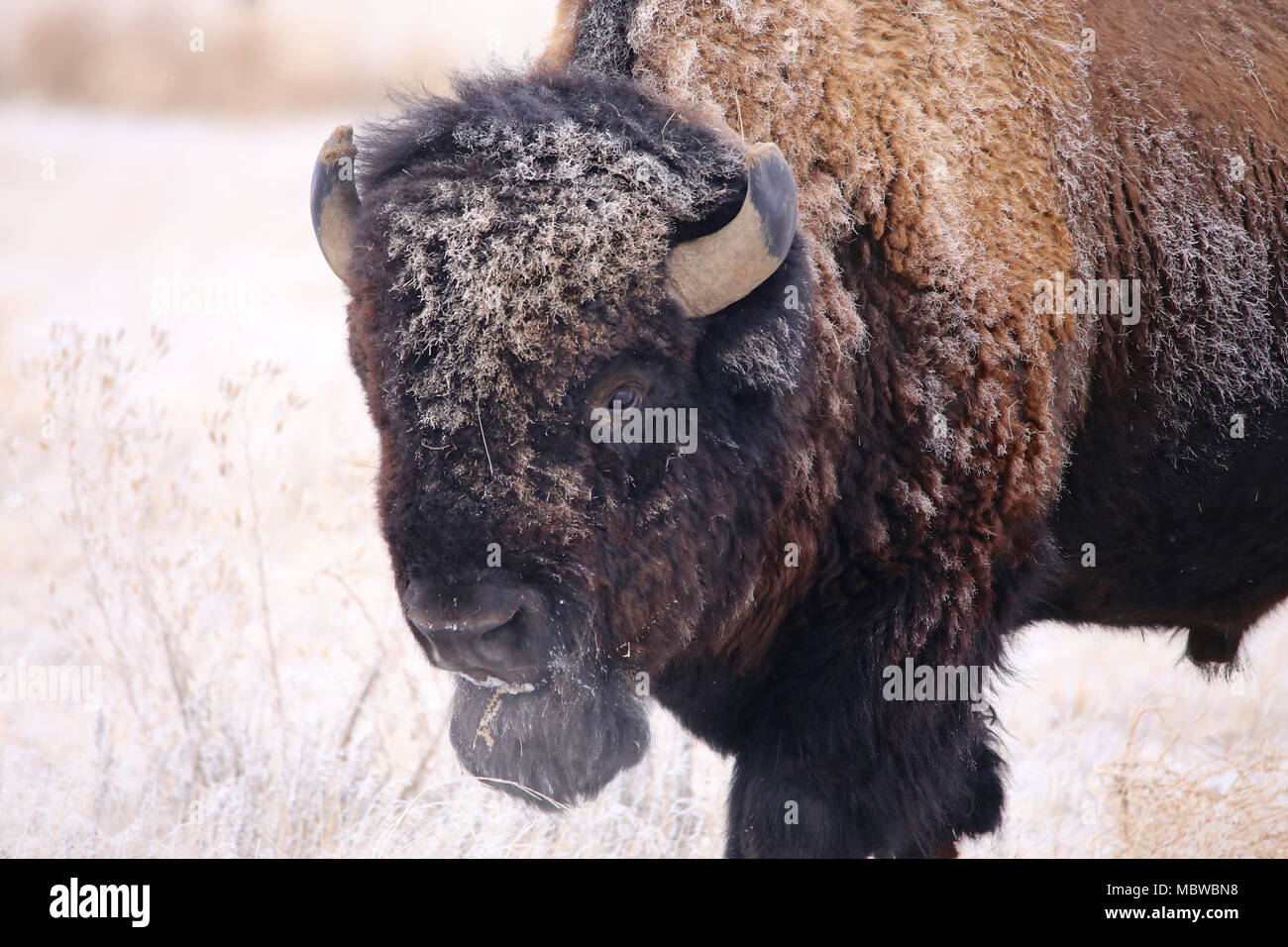 American bison closeup hi-res stock photography and images - Alamy