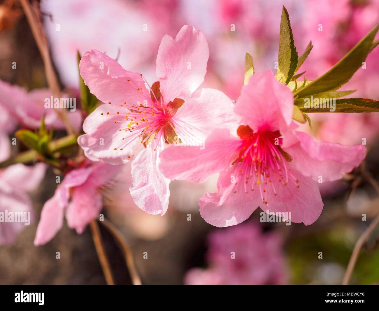 Beautiful cherry blossom sakura in spring time Stock Photo - Alamy