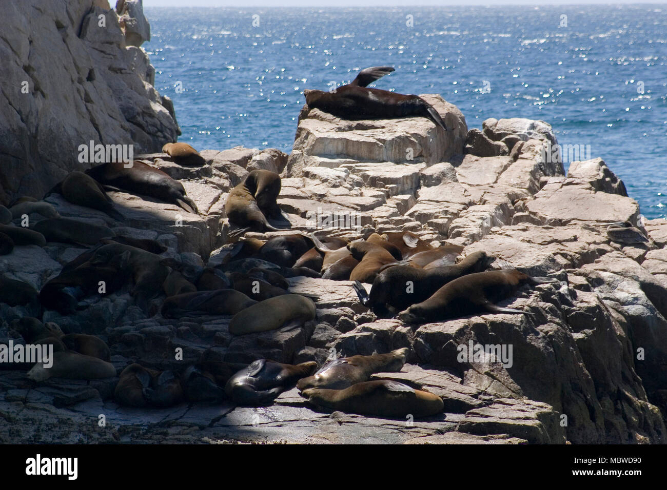 Many sea lions sunbathing hi-res stock photography and images - Alamy