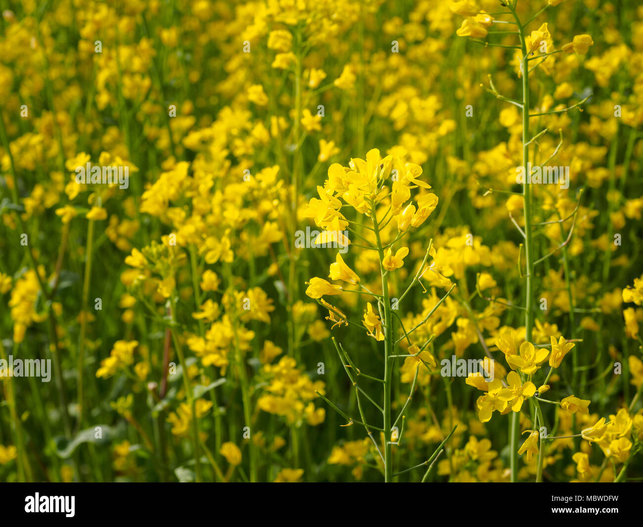 Canola Flower Fields in Jeju island, South Korea Stock Photo - Alamy