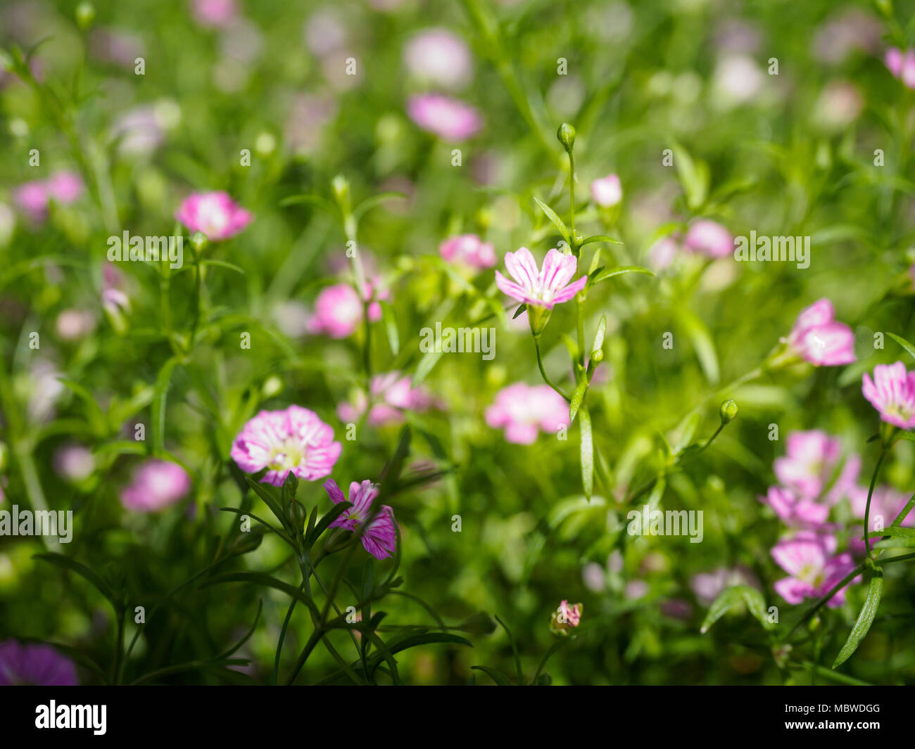 Tiny spring flowers in the garden, nature background Stock Photo - Alamy